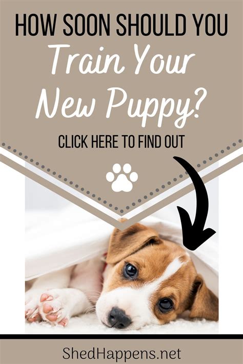 How Soon Should You Train Your New Puppy Puppy Training New Puppy
