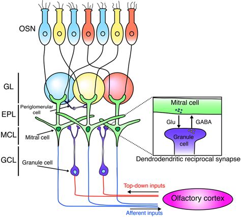 9 Primer Bulb Diagram Rheannonelianna