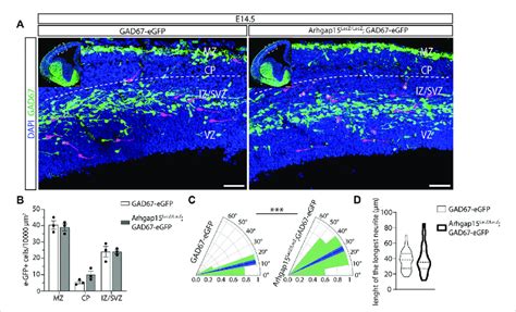 Cin Tangential Migration In The Embryonic Cortex A Maximum Intensity Download Scientific