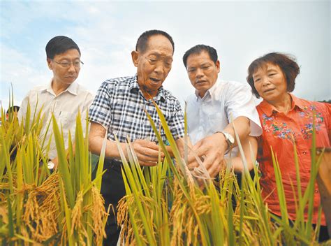 雜交水稻之父出品 任重稻遠 翻爆 翻報