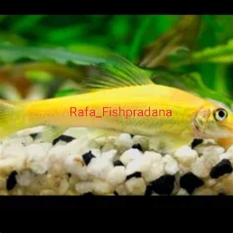 Ikan Hias CAE Lapak Ikan Hias Air Tawar