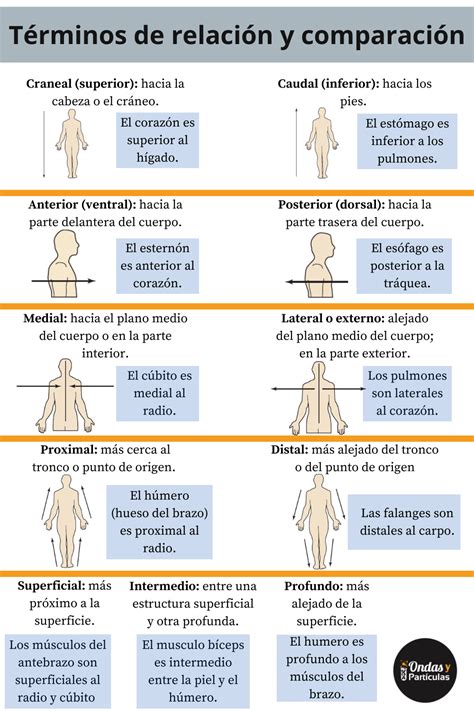 Términos de relación y comparación Anatomia y fisiologia Anatomia y