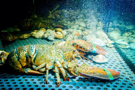 판매를 위한 다채로운 가재 레스토랑에서 수족관 내부 바다 갑각류 갈고리 발톱에 대한 스톡 사진 및 기타 이미지 갈고리 발톱 감금 상태 갑각류 Istock