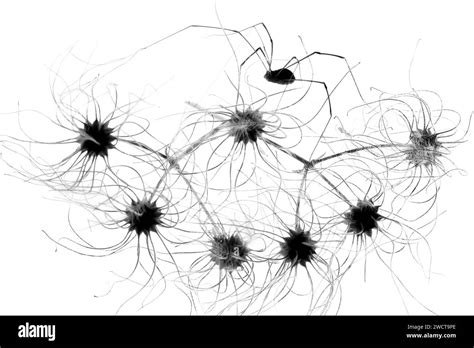 Monochrome Image Featuring Black Ink Blots Interconnected By Delicate Web Like Lines On A White