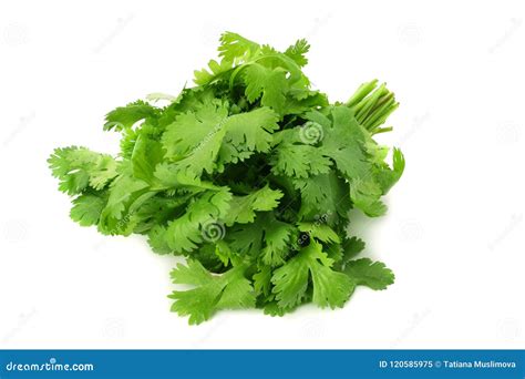 Bunch Of Fresh Coriander Leaves Isolated On White Background