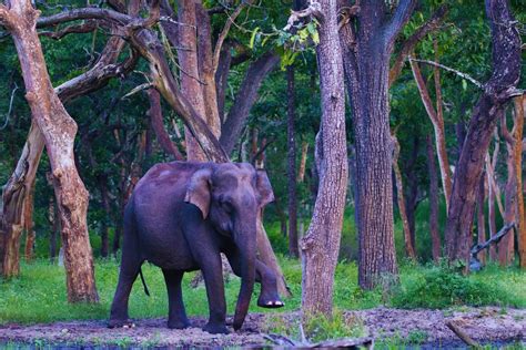 Theppakadu Elephant Camp Ooty Entry Fee Timings Entry Ticket Cost