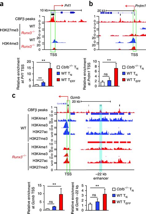 The Runx CBF Complex Acts On Promoters And Enhancers To Activate The Download Scientific