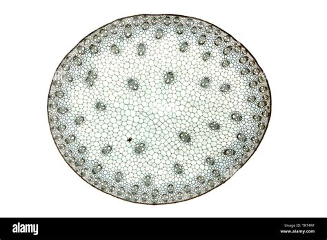 Zea Root Cross Section