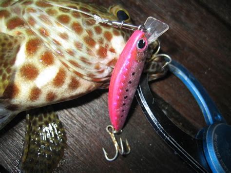 Ima Singapore: Our catches on Ima Sukari 50 SS