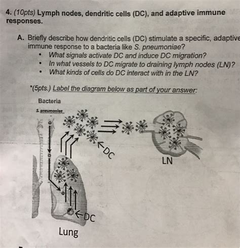 Solved Lymph Nodes Dendritic Cells Dc And Adaptive