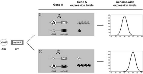 Illustration Of A Hypothetical Epistatic Interaction Between A Download Scientific Diagram