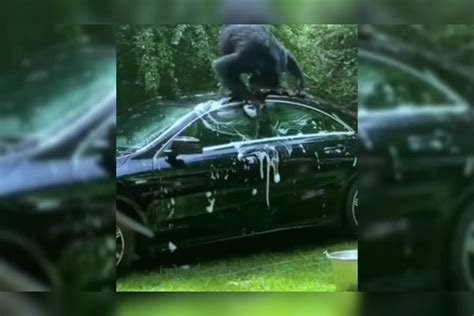 没点技能都不敢进家门男子在家洗车猩猩来帮忙最后手脚一起并用 洗车 猩猩 家门