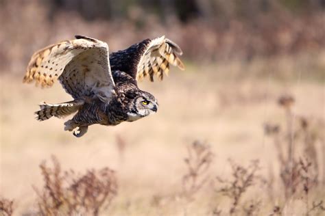 Great Horned Owl Facts Critterfacts