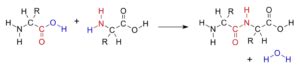 Peptide Bond Definition Structure Formation Hydrolysis Examples Biology Notes Online