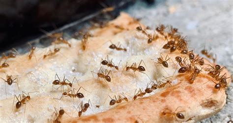Abc Termite And Pest Control Lincoln And Omaha Pest Control
