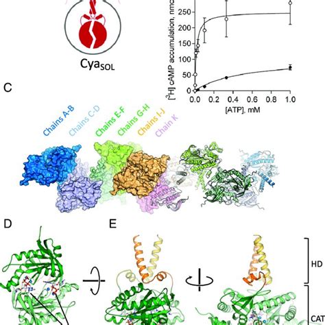 Structure Of The Cytosolic Domain Of M Intracellulare Cya A A