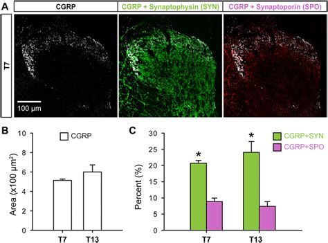 Co Localization Of Synaptophysin And Synaptoporin With Peptidergic C