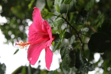 퍼플 히 비 스커 스 에 녹색의 밝은 핑크 큰 꽃 자연 배경 나뭇잎 Karkade 열 대 정원입니다 열대우림 정글 단풍 햇빛에 히 비 스커 스 하와이 식물 성장 0명에 대한