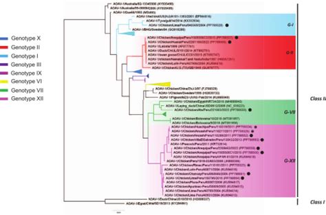 Cocirculation Of Newcastle Disease Virus Genotypes Xii And Vii Along
