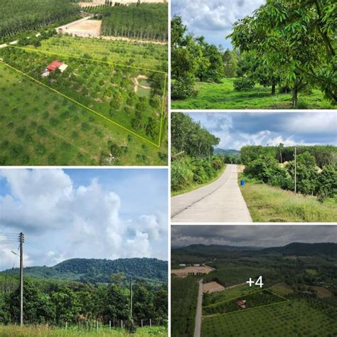 ขายสวนทุเรียน ที่ดินร้อยแปด คอม
