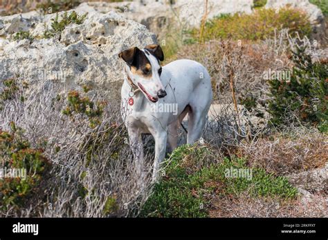 Close Up Shot Of The Face Of A Fox Terrier And Pointer Cross Mix Breed