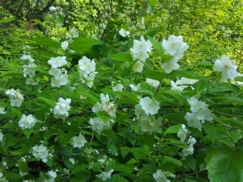 Philadelphus tenuifolius - Изображение особи - Плантариум