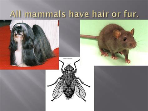 Ppt All About Mammals Powerpoint Presentation Free Download Id2524312