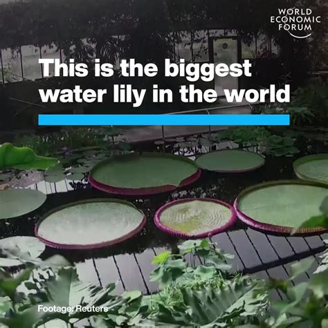 Worlds Biggest Water Lily Named New Species In Kew Gardens London
