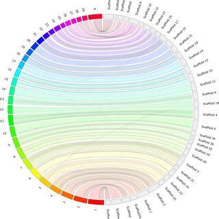 Jupiter Consistency Plot Showing Genome Alignment Between The Reindeer