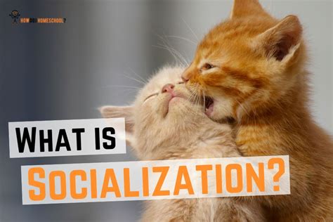 Socialization 101 Definition Agents And Examples Of Socializing