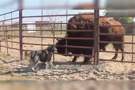 400公斤麝牛把狼当坐垫，一屁股压下去，狼的叫声太惨了麝牛叫声坐垫