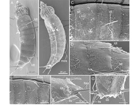 Scanning Electron Micrographs Showing Overviews And Details In Trunk Download Scientific