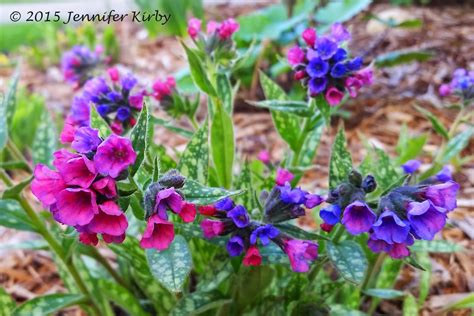 The Minnesota Garden 2015