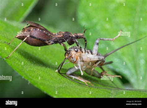 Reduviidae Assassin Bugs