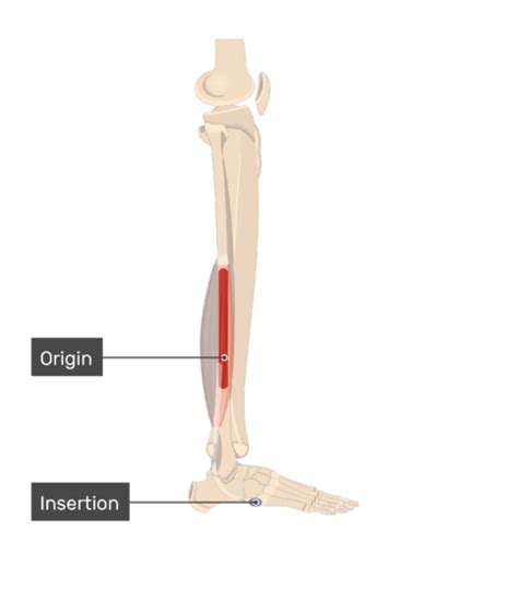 Extensor Hallucis Brevis Origin Insertion Action