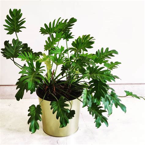 Thaumatophyllum Xanadu Care And Growing Guide Plantcarefully