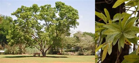 Tree Of The Week Combretum Erythrophyllum River Bushwillow
