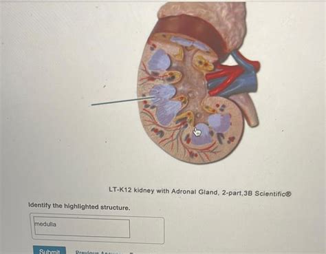 Answered Identify The Highlighted Structure Medulla Submit Lt K12