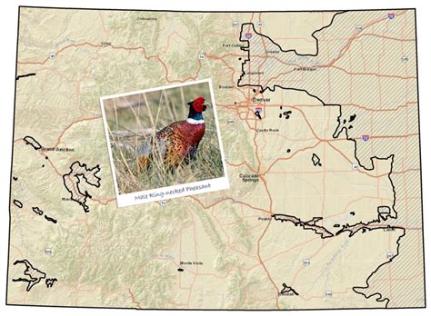 2021 22 Colorado Pheasant And Quail Forecast Colorado Outdoors Online