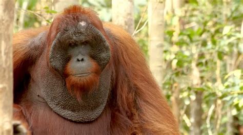 Interesting Facts About Orangutans Mind Blowing Revelations Top 10