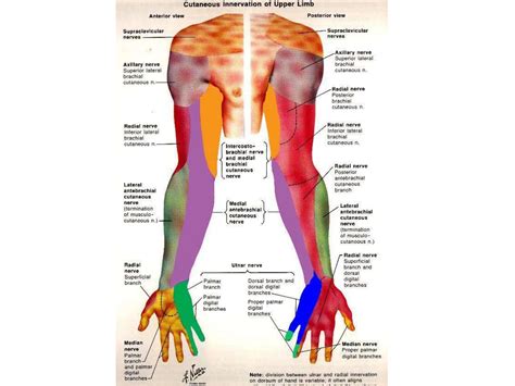 Tendon Transfer For Ulnar Nerve Palsy Ppt Pptx