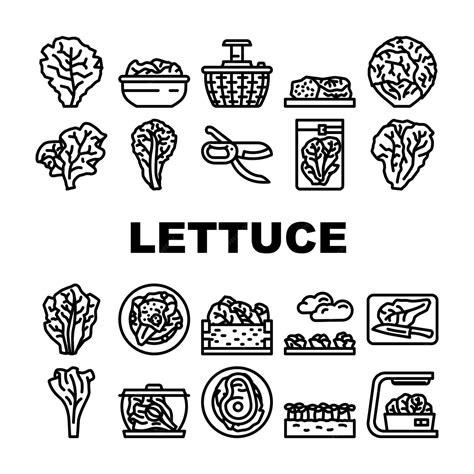 Premium Vector Lettuce Salad Leaf Vegetable Icons Set Vector Green