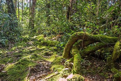 Peninsular Malaysian Montane Rain Forests Wikiwand