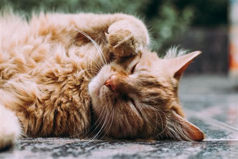 Why Do Cats Sleep So Much PetHelpful