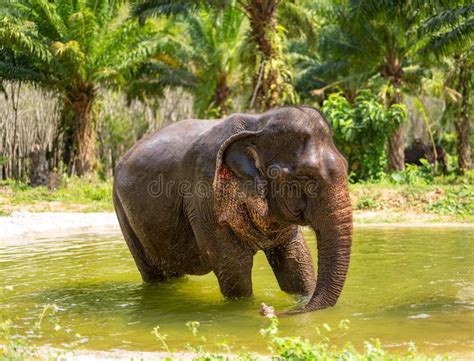 Indian Elephants In Natural Habitat Wild Elephant In Water Wildlife