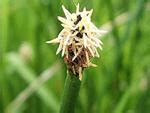 Болотница, ситняг (Eleocharis) - Ландшафтный дизайн своими руками