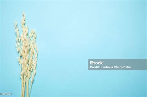 연한 파란색 배경에 말린 꽃다발 평평하게 누워 있습니다 텍스트를 위한 공간 0명에 대한 스톡 사진 및 기타 이미지 0명