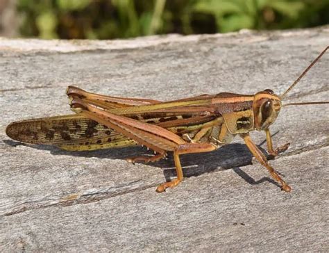 17 Types Of Grasshoppers Species Facts And Photos