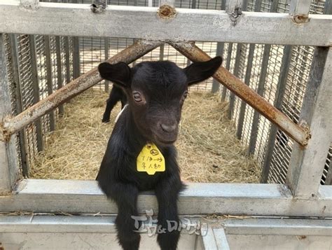 어미와 새끼 염소 분만 시설에서 따로 사육