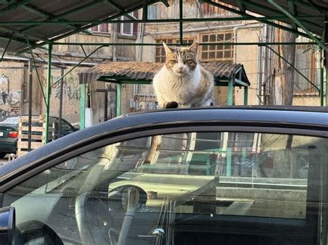 野良猫の餌やりがダメな理由と注意点｜知っておきたいリスクと対策 ペットらぶナビ
